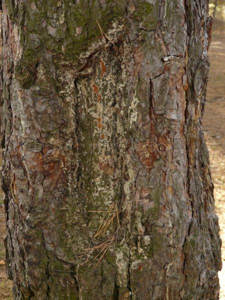 damaged trunk texture 0007 - Texturelib